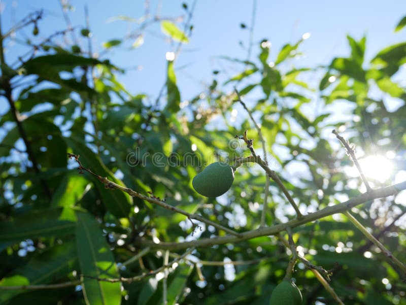 315 Little Mango Tree Stock Photos - Free & Royalty-Free Stock Photos ...
