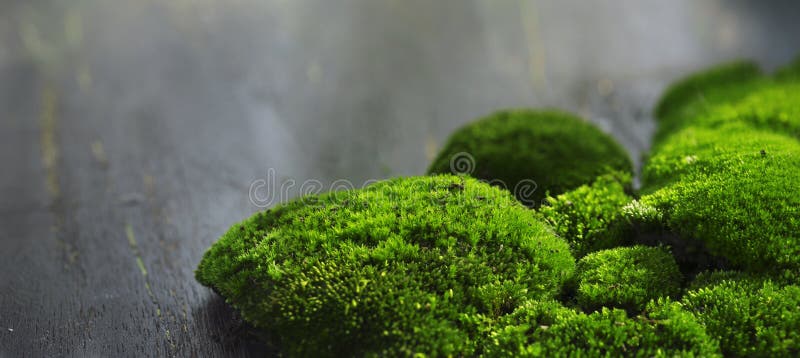 Green Moss on a Dark Background. Botanical Concept Stock Photo - Image ...