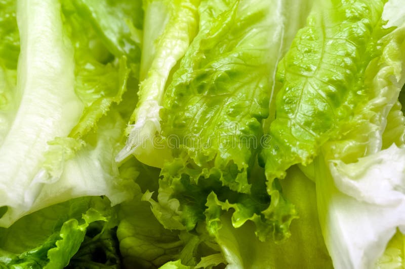 Turkish Marul Stock Photos - Free & Royalty-Free Stock Photos from ...