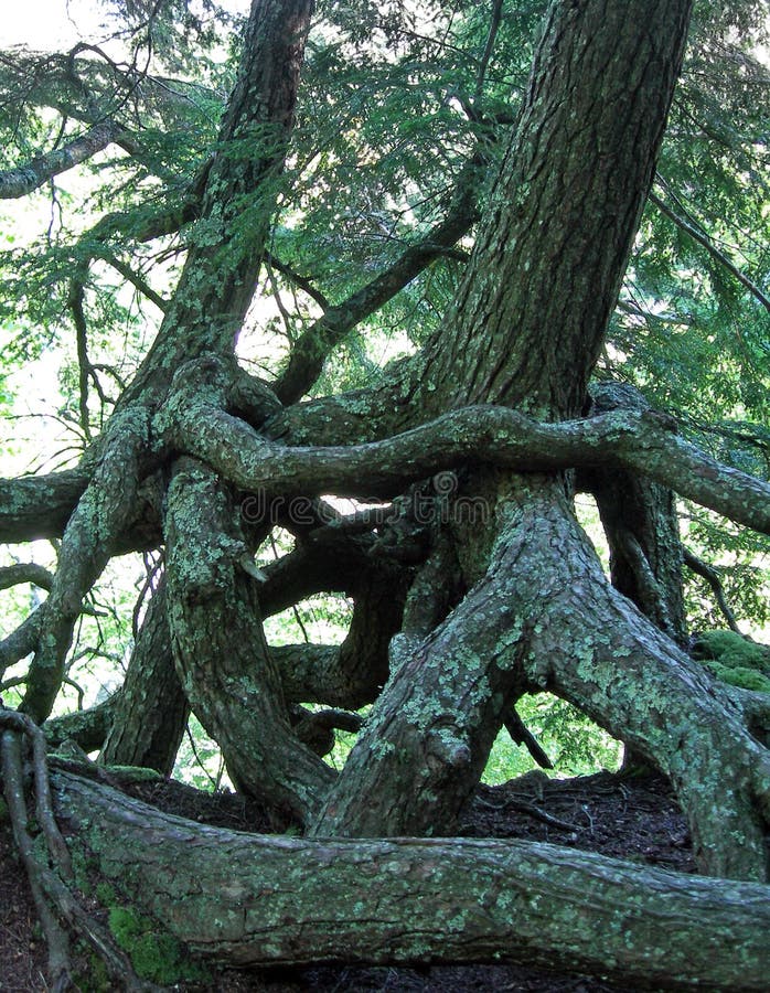 Green Living Embracing Trees Stock Image - Image of living, love: 43868867