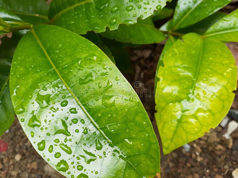 Green Living Plant with Rain Drop Stock Image - Image of rain, plant ...