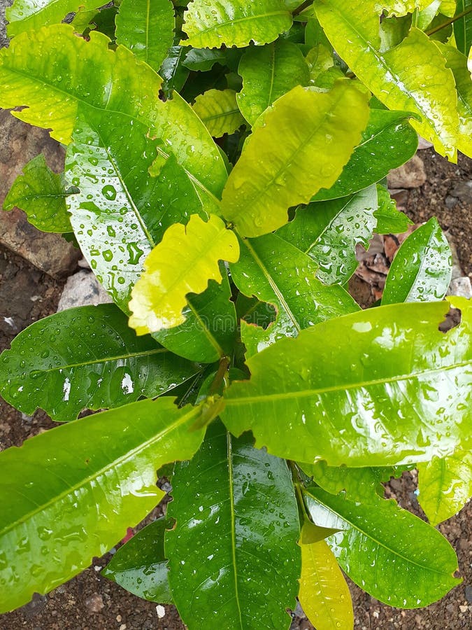 Green Living Plant with Rain Drop Stock Photo - Image of plant, drop ...