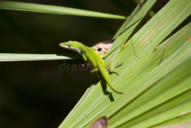 Green Lizard - Polychrotidae Or Anoles Stock Image - Image of scale ...