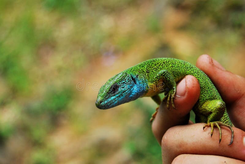 Green Lizard - Polychrotidae Or Anoles Stock Image - Image of scale ...