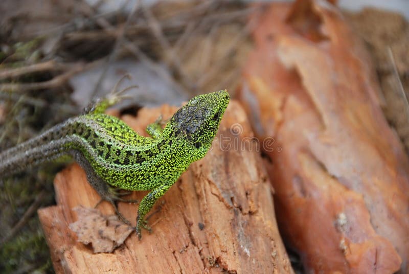 Green Lizard Picture. Image: 2372962