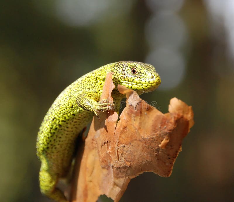 Green Lizard Picture. Image: 2372963