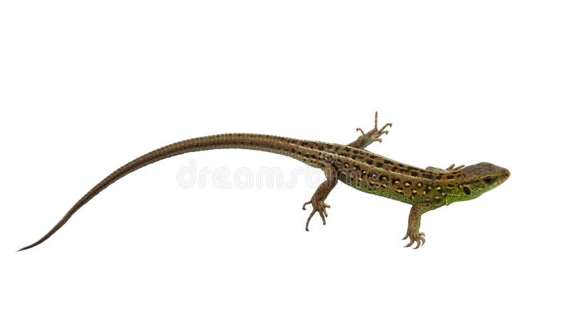 Green lizard stock image. Image of textured, white, flexible - 2625557
