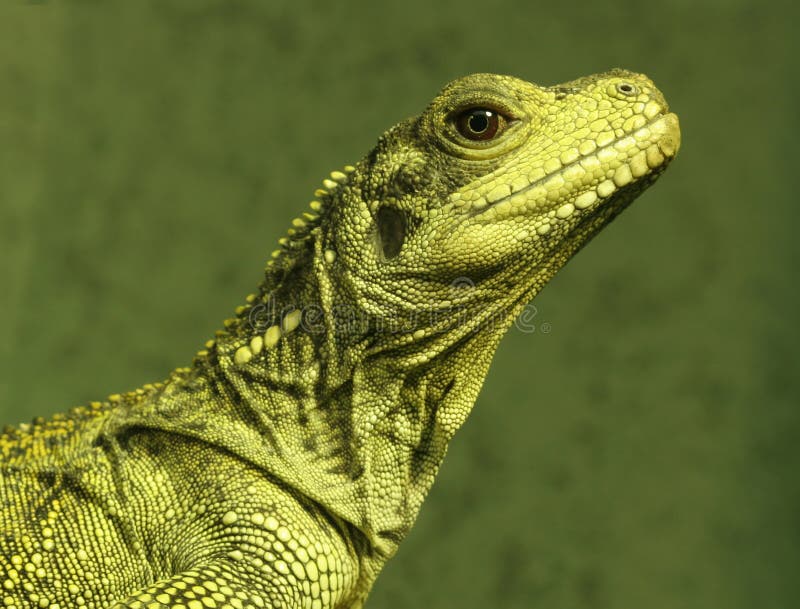 Monkey lizard stock photo. Image of chameleon, insectivore - 16168814