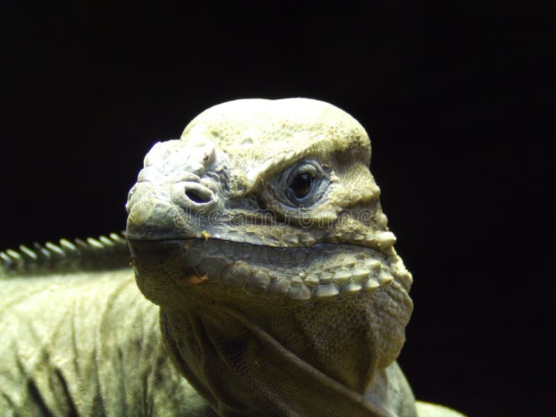 Green Lizard stock image. Image of rocks, wildlife, reptiles - 3633775