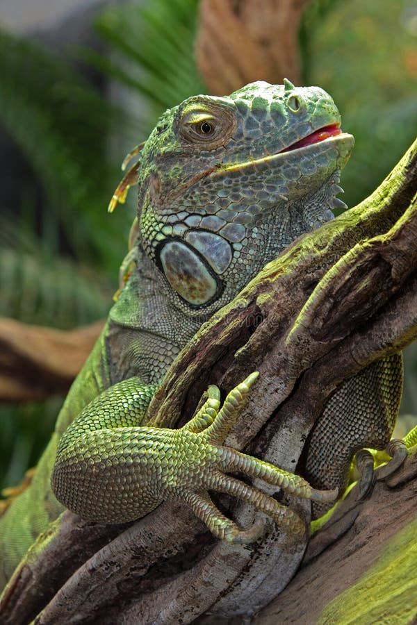 Green lizard stock photo. Image of lizard, belgium, green - 7289490