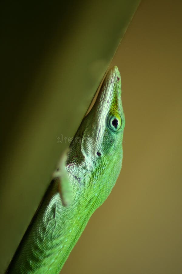 Green Lizard Picture. Image: 742443