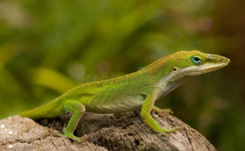 Monkey lizard stock photo. Image of chameleon, insectivore - 16168814