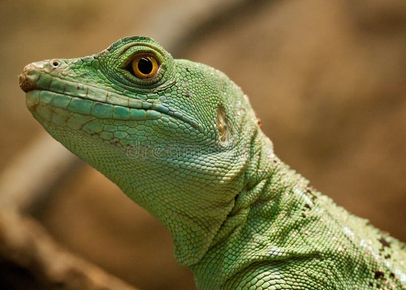 Green lizard stock photo. Image of wrinkly, details, reptile - 8733134