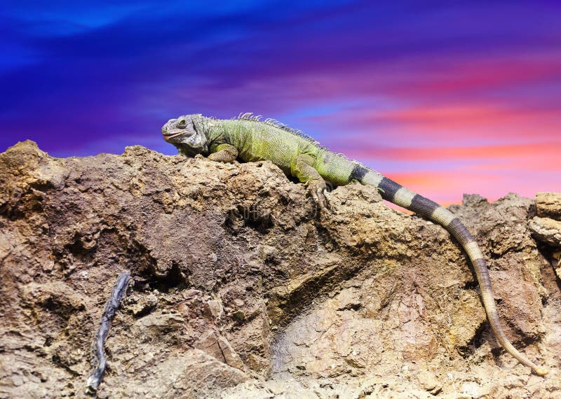 Green Lizard Against Sunset Sky Stock Photo - Image of iguana, nature ...