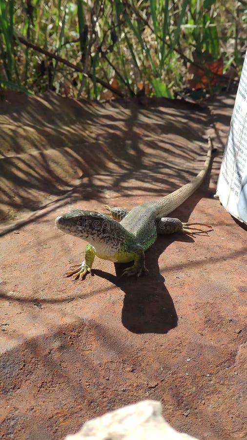 Green Lizard in the Backyard of the House. Stock Photo - Image of ...