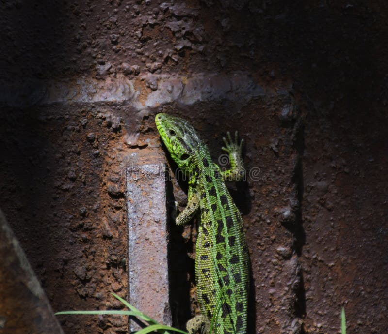 Green Lizard Basking in the Sun Stock Photo - Image of nature, reptile ...