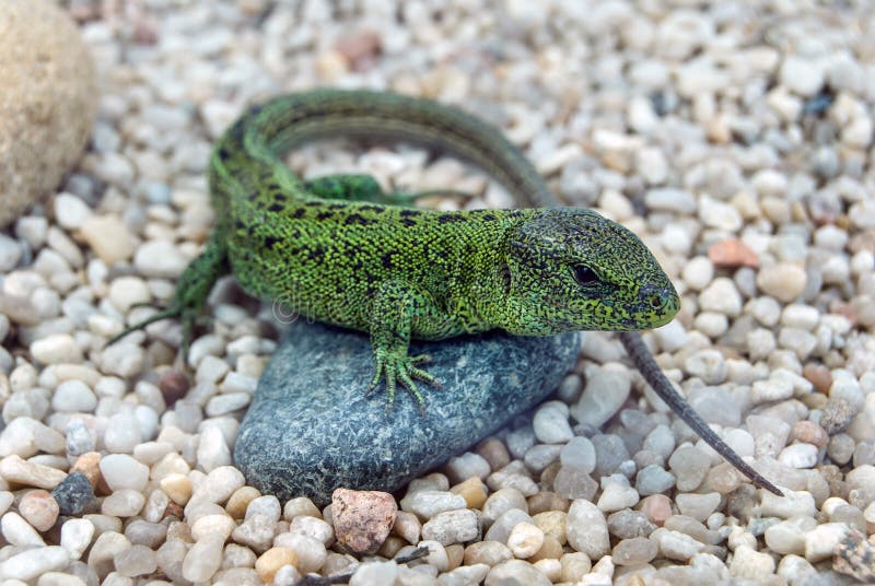Green lizard stock photo. Image of wildlife, terrain - 35952304