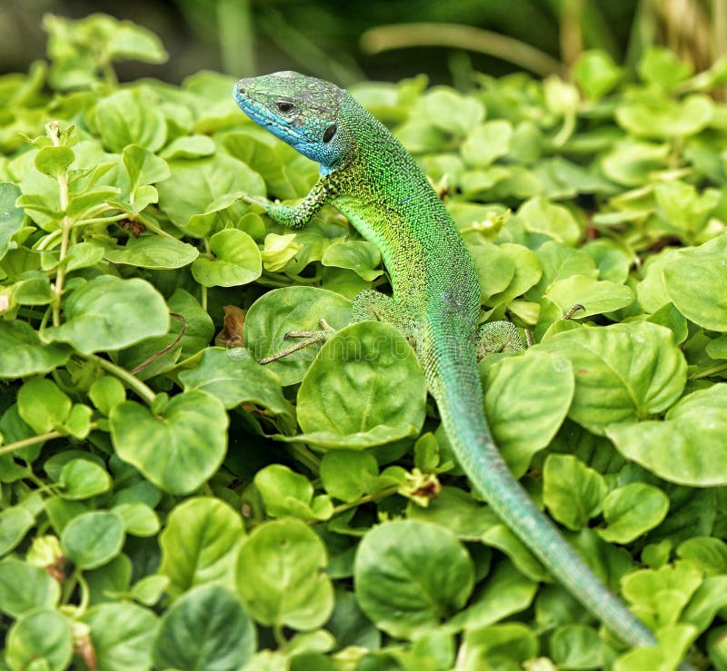 Green Lizard with Blue Head on the Green Leafs Stock Image - Image of ...