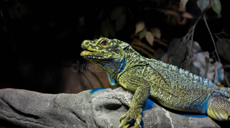 Green Lizard in Blue Light stock photo. Image of dinosaur - 72089846