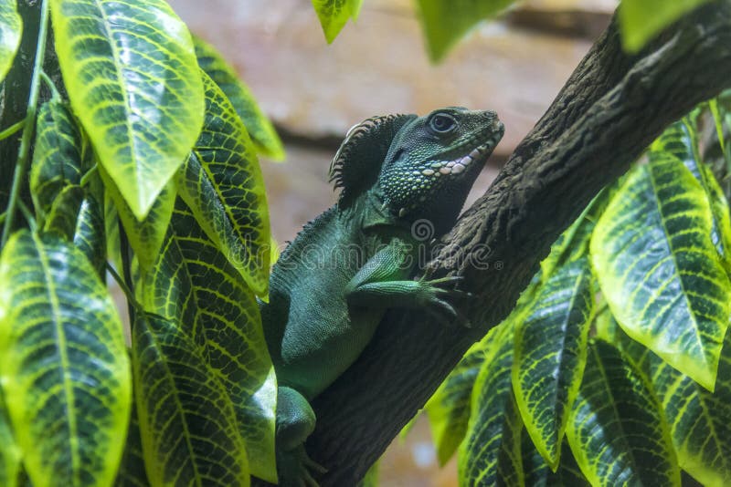Green lizard stock image. Image of green, tree, branch - 47249917