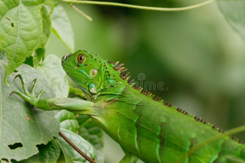 Green Tree Lizard stock photo. Image of scales, tree - 154462348