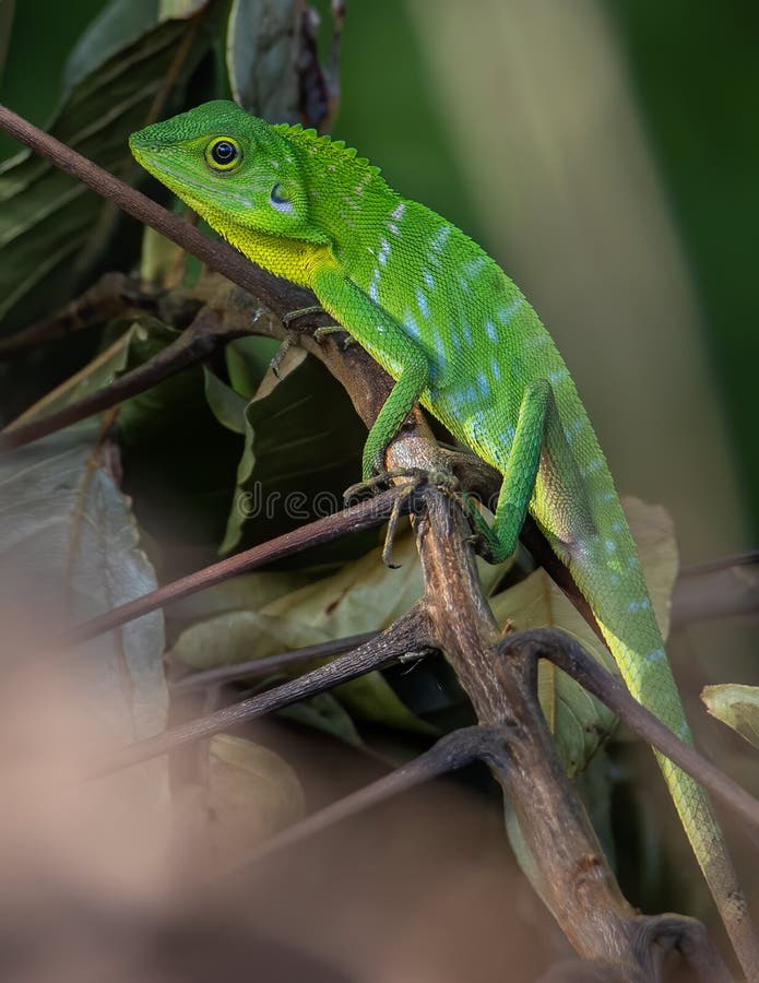 Green Lizard , Close Up with a Beautiful Lizard , Close Up View of a ...