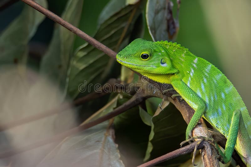 Green Lizard , Close Up with a Beautiful Lizard , Close Up View of a ...