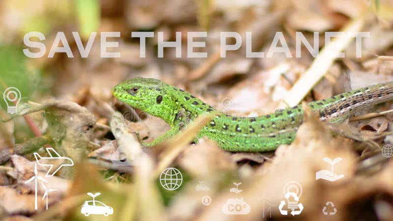 Green Lizard Close-up among the Leaves. Message Save the Planet. the ...