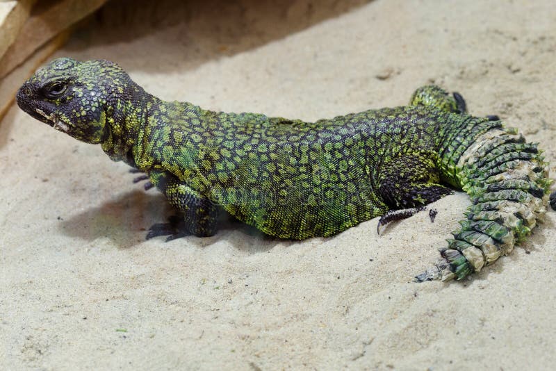 Green lizard close-up stock photo. Image of front, angry - 148508860