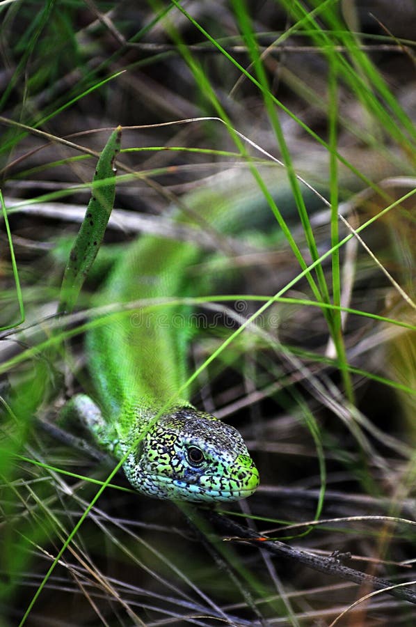Green lizard in a dark stock image. Image of forest, dark - 52802201