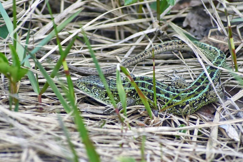Green Lizard of Dry Grass . Stock Photo - Image of bizarre, backgrounds ...