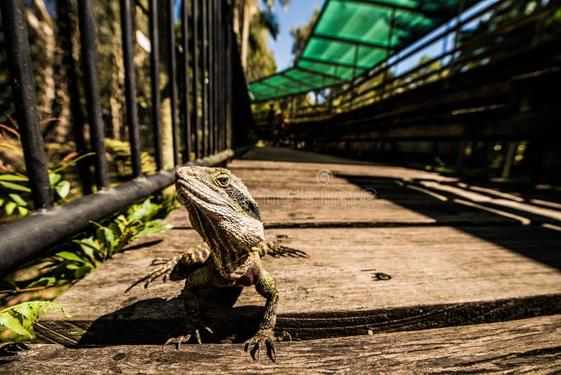 Lizard Facing Camera on Road Stock Image - Image of lizard, asia: 12437395