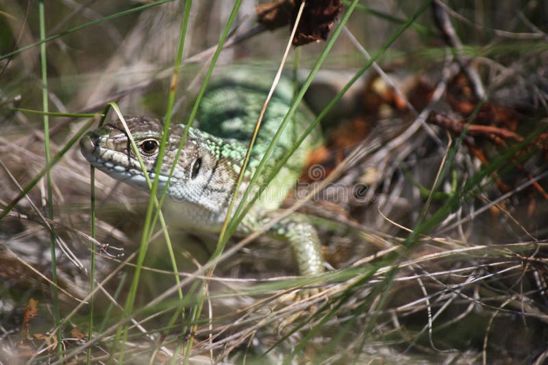 Green lizard stock image. Image of savanna, lizards, handcova - 32788685