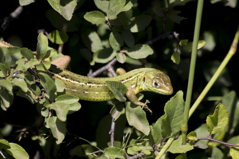 Green Lizard on Foliage with Sunlight in Springtime Stock Photo - Image ...