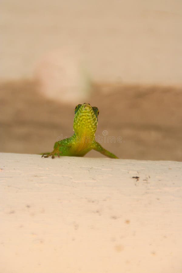 Green lizard. stock image. Image of france, martinique - 55734971