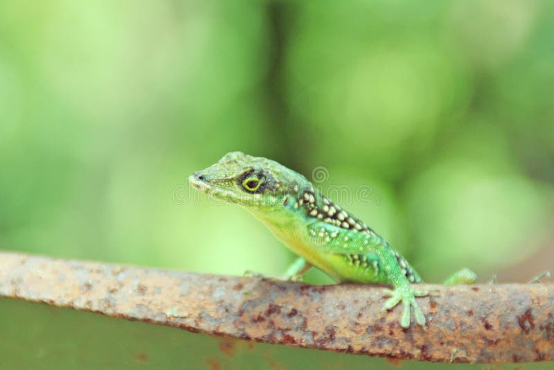 Green lizard. stock image. Image of dragon, nature, tropical - 55735113