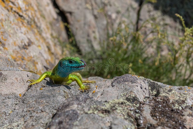 Friendly lizard stock photo. Image of friend, born, travel - 68526780