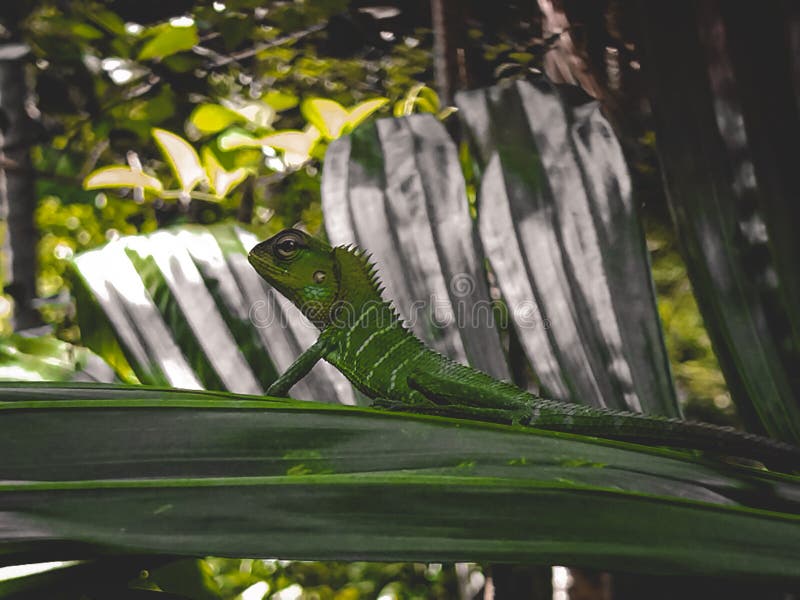 Green lizard in the garden stock photo. Image of yellow - 238753522
