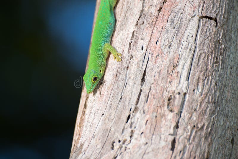 Green Lizard on Tree with Bark Patterns Stock Photo - Image of color ...