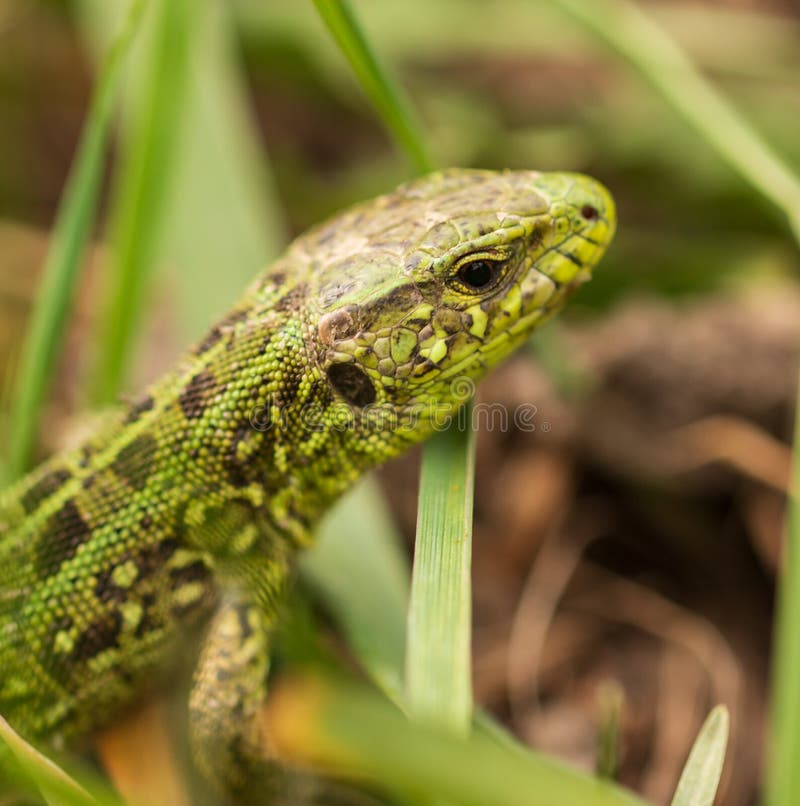 Green lizard in the grass stock photo. Image of head - 171281280