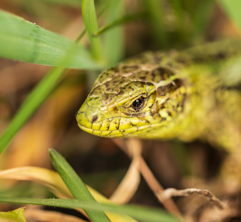 Green lizard in the grass stock image. Image of grass - 171281403
