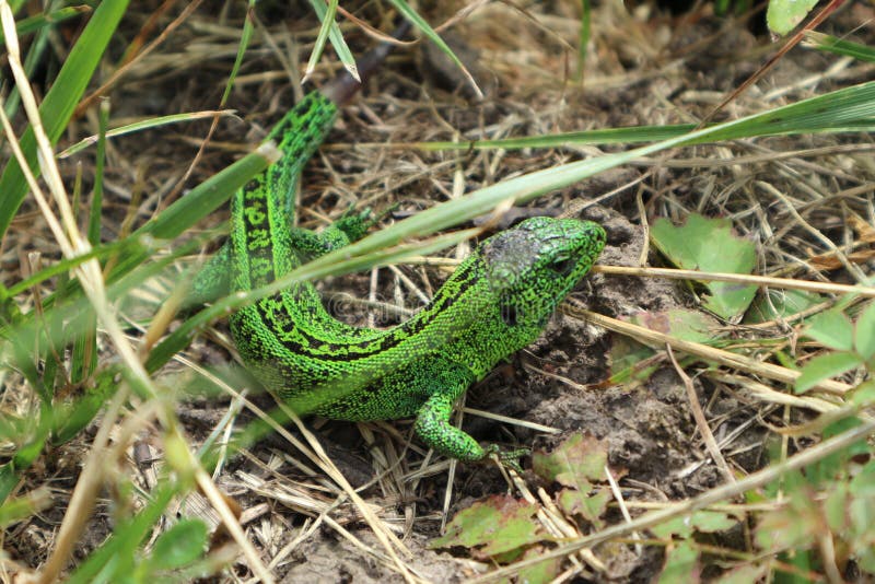 Green lizard in a grass stock image. Image of closeup - 118646581