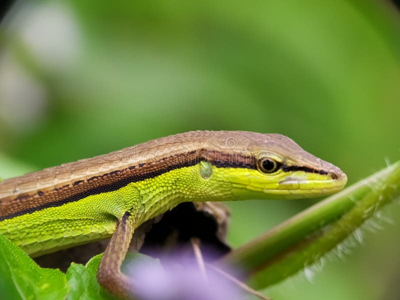 Green lizard on grass stock photo. Image of turtle, tortoise - 265815896
