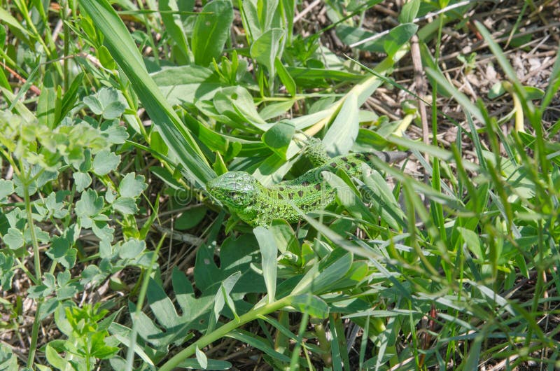 Green Lizard Grass Looking To Camera Posing Stock Photos - Free ...