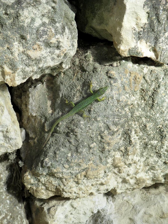 Green Lizard on Gray Stone Wall. Vertical View. Stock Photo - Image of ...