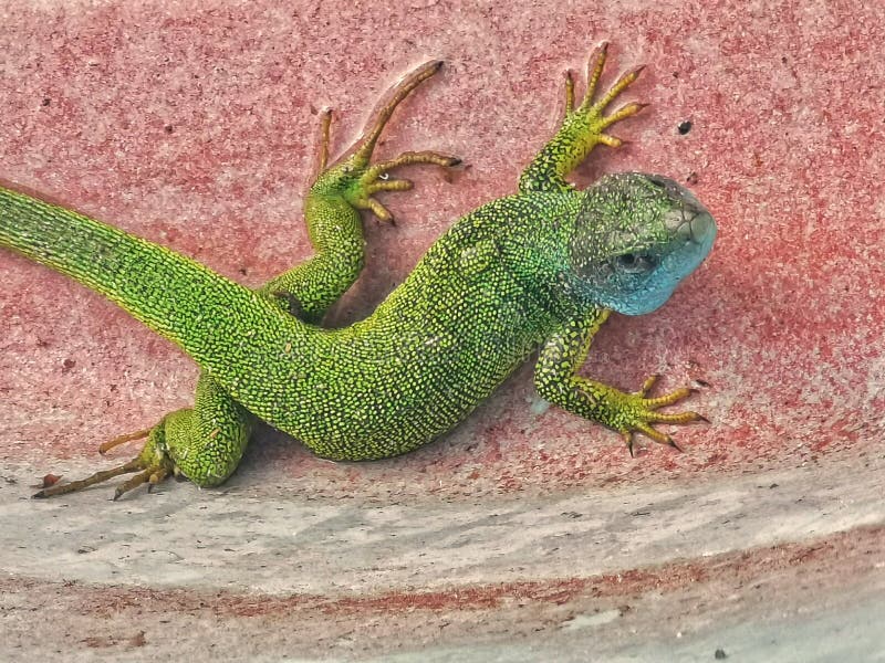 Green lizard stock image. Image of frog, green, blue - 183329573