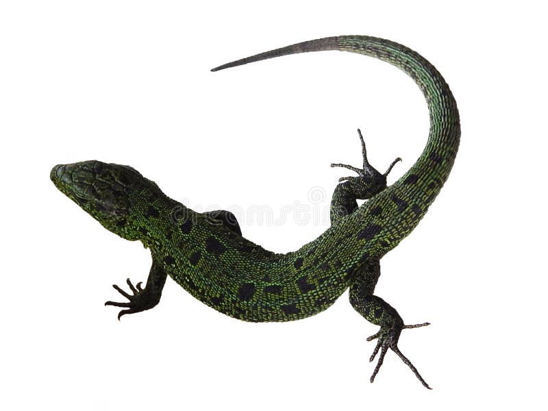 1,153 Green Lizards White Background Photos - Free & Royalty-Free Stock ...