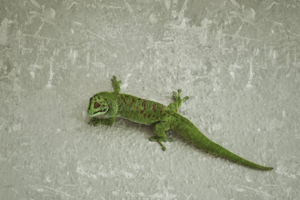 Green lizard stock image. Image of body, small, wildlife - 290123723