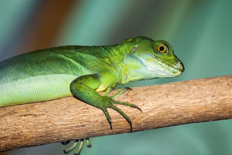 Green lizard stock image. Image of lizard, head, crest - 173768237