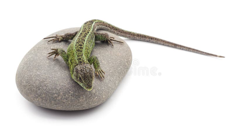 Green lizard. stock image. Image of wild, green, wildlife - 101375839